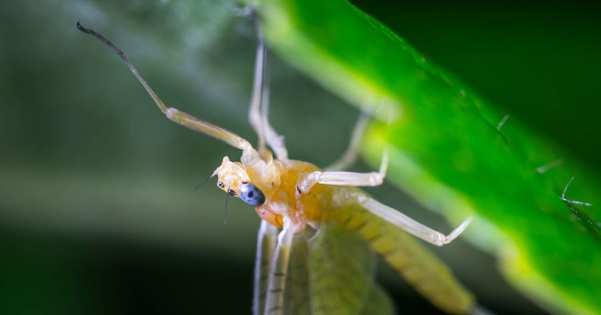 COLUMBIA SPY: WARNING: MAYFLY INVASION IMMINENT, BRIDGE COULD GO DARK