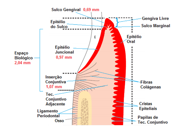 Aula de Periodontia - Anatomia, Histologia e Fisiologia do Periodonto ...