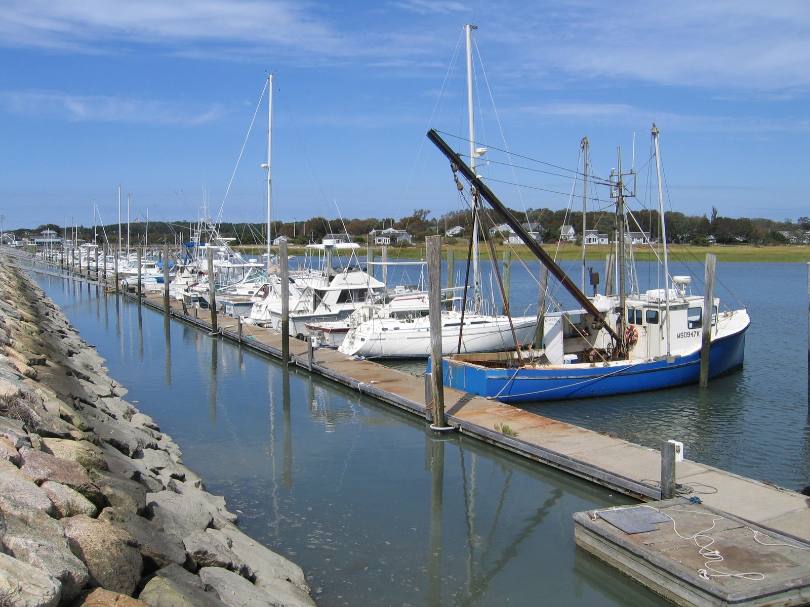 Harbor Watch: Striped Anemone at Wellfleet Marina