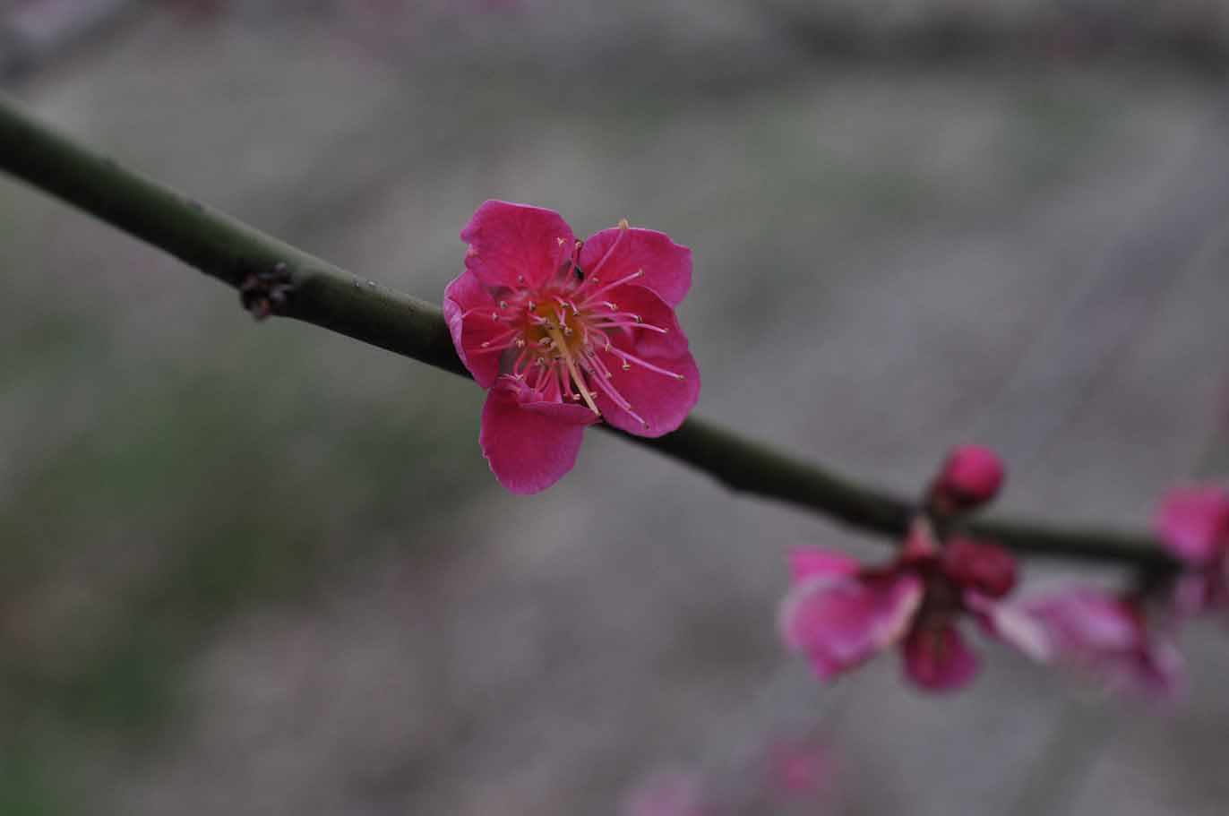 Signs of Spring: Cherry Blossoms at the National Arboretum