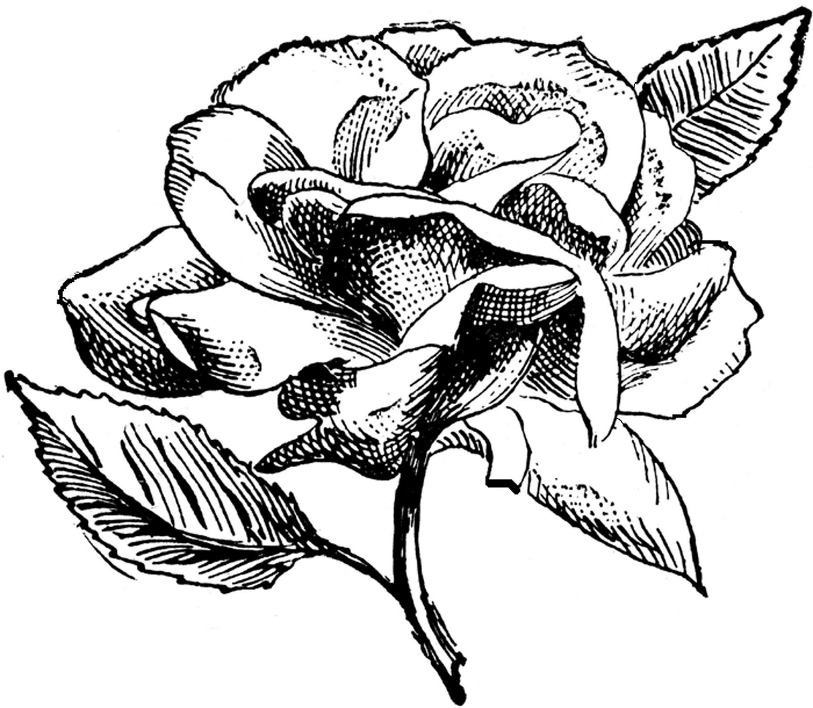**FREE ViNTaGE DiGiTaL STaMPS**: Free Digital Stamp - Vintage Rose