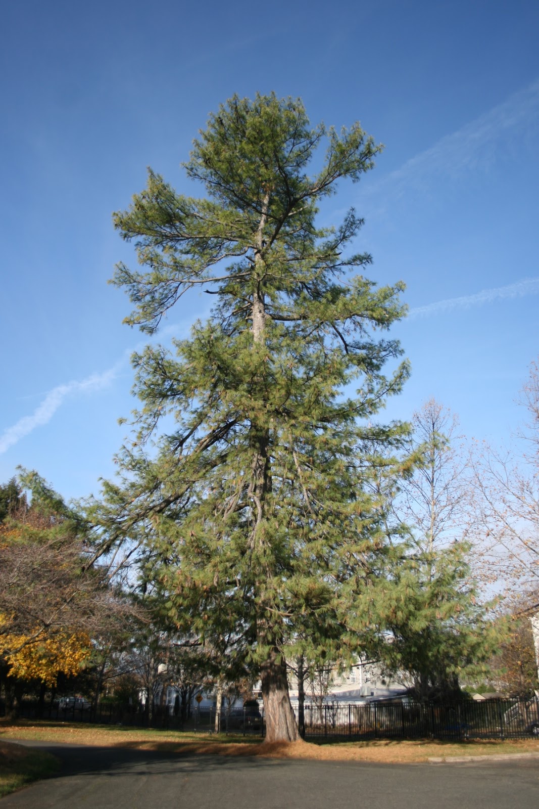 Riverview Cemetery: Himalayan Pine, or Pinus wallichiana