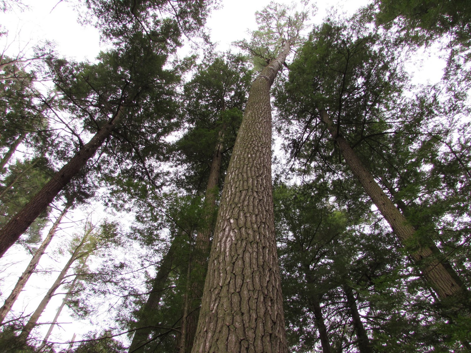 Cook Forest State Park: Tranquil Old Growth Forest, the Clarion River ...