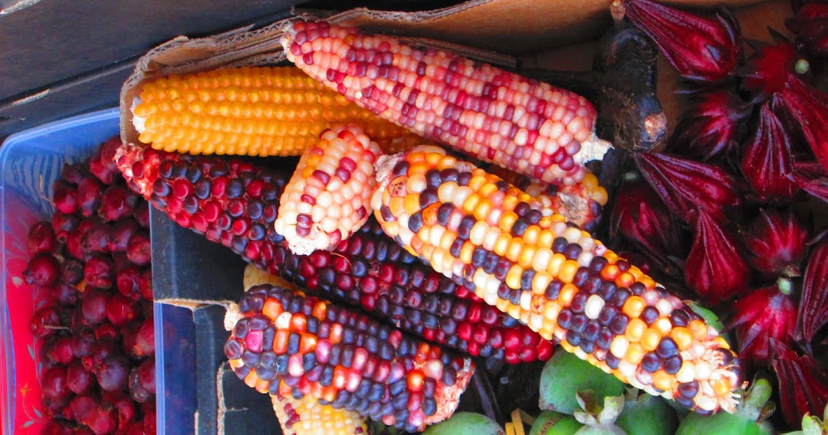 Bee's Blog: Merri Bee Organic Seeds