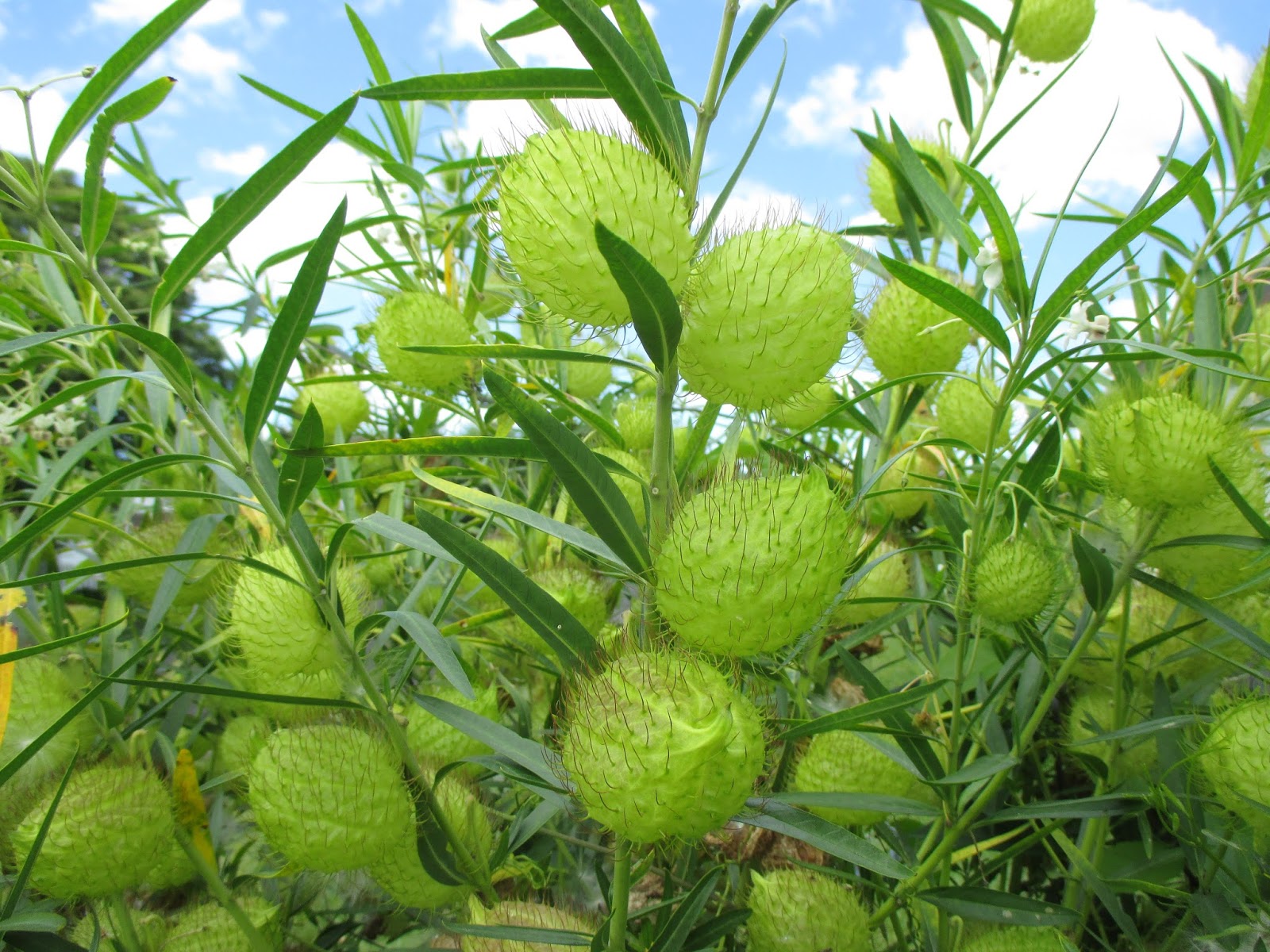 Kamo Lady: SWAN PLANTS