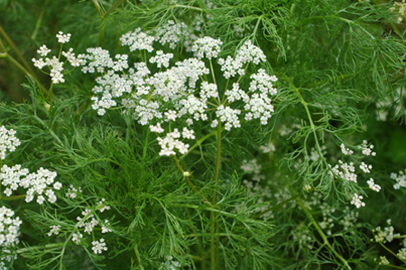 Retire as plantas invasoras que estejam concorrendo por nutrientes e ...