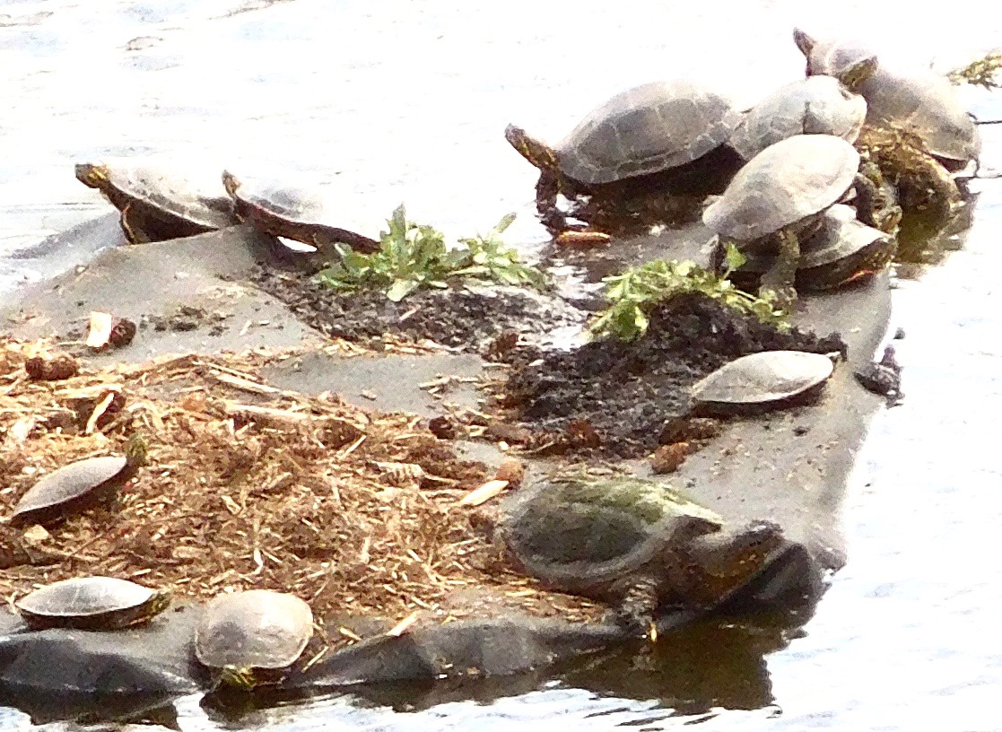 The View from Southwest Station: Developer installs fish condos.
