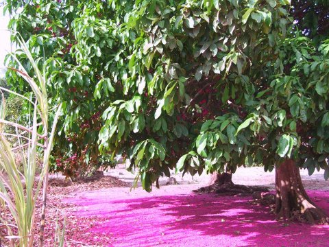ponte: jambo - a cor do Brasil