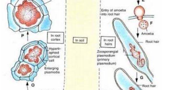 PLASMODIOPHORA ~ Biology 24/7