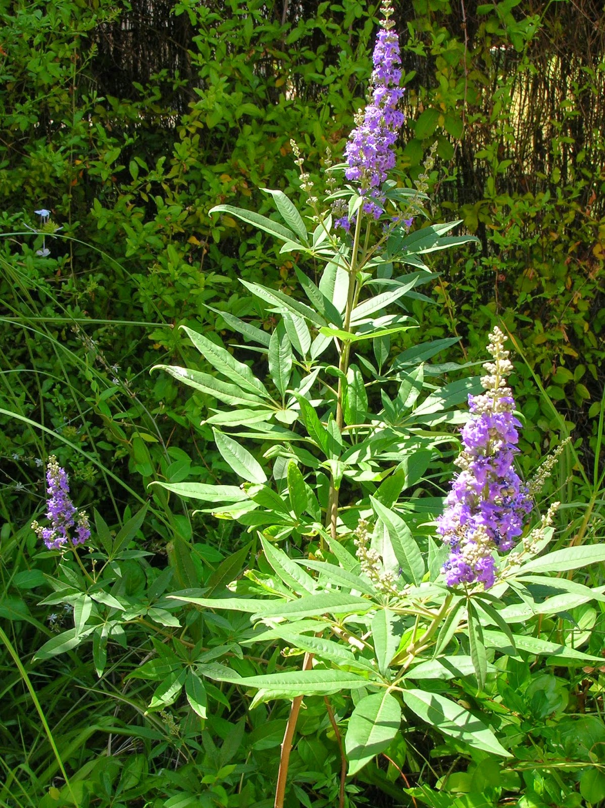 Recregarden: VITEX AGNUS-CASTUS