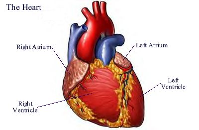 Real Heart Pictures Labeled