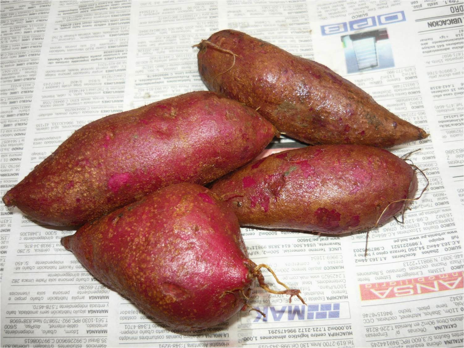 ALTERNATIVA ECOLÓGICA: CULTIVO DE CAMOTE