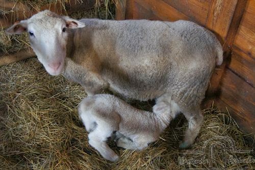 Owce są bee | Rokiowca