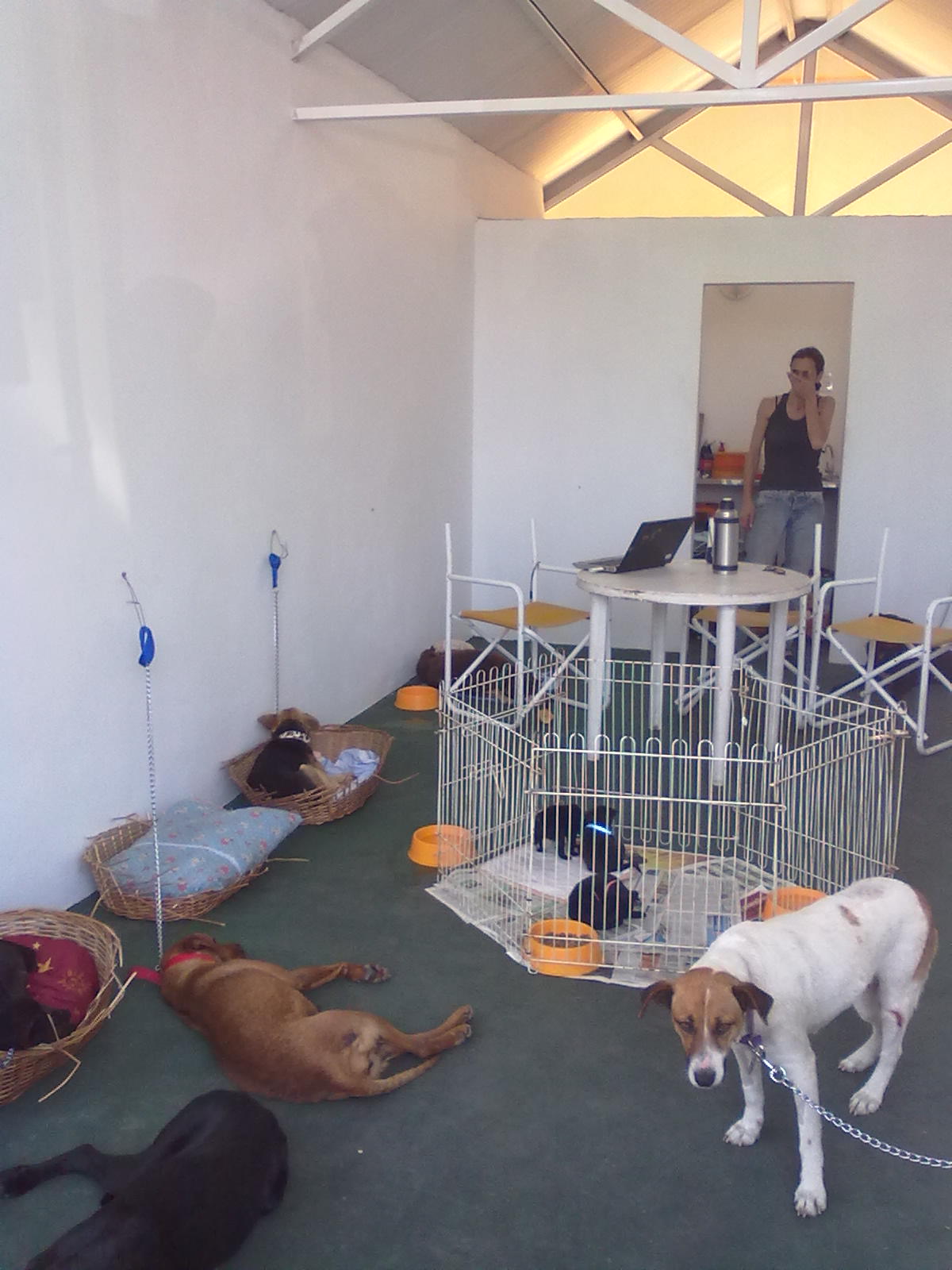 ADOPCION DE PERROS Y GATOS: LA CASITA DE LAS ADOPCIONES!!!
