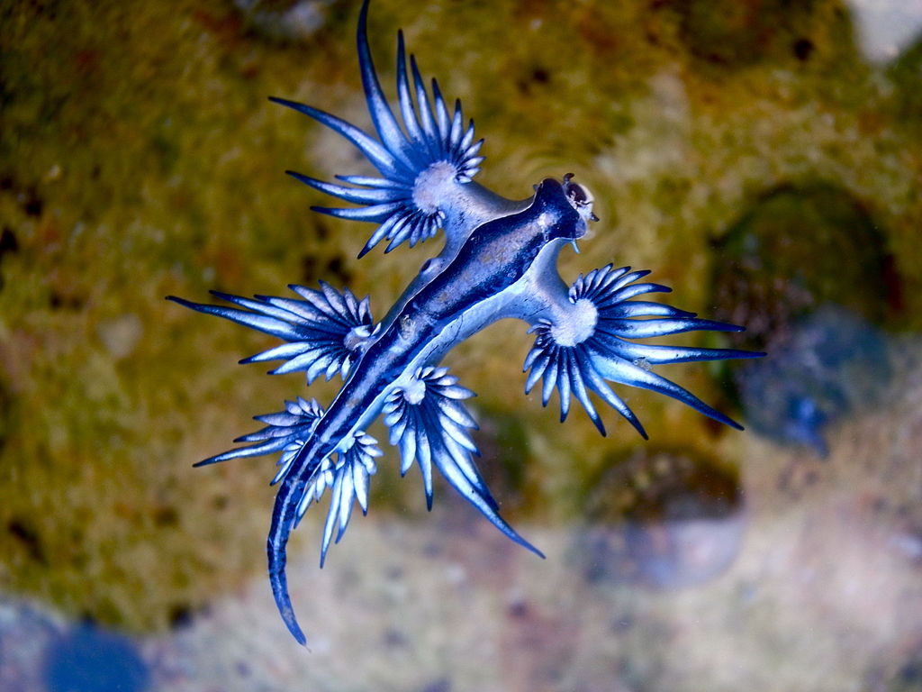 Earth and Space News: Armed, Dangerous Atlantic Blue Sea Slug in ...