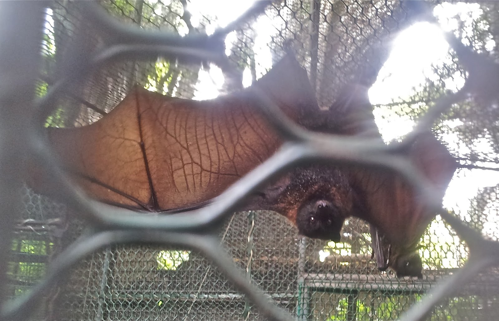 The World According to Mochi: Hafa Adai -- Guam Zoo