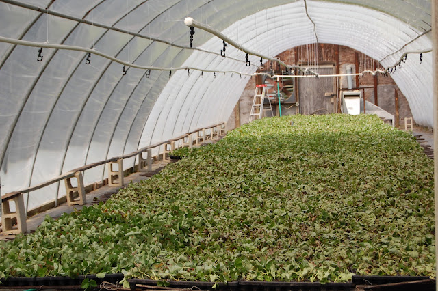 Bringing Home the Harvest: It is time to plant the Strawberries