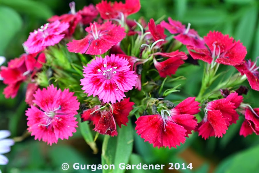 Gurgaon Gardener: Red Flower Plants for Your Garden