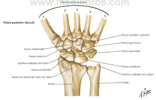 Biología - Osteología básica: Mano