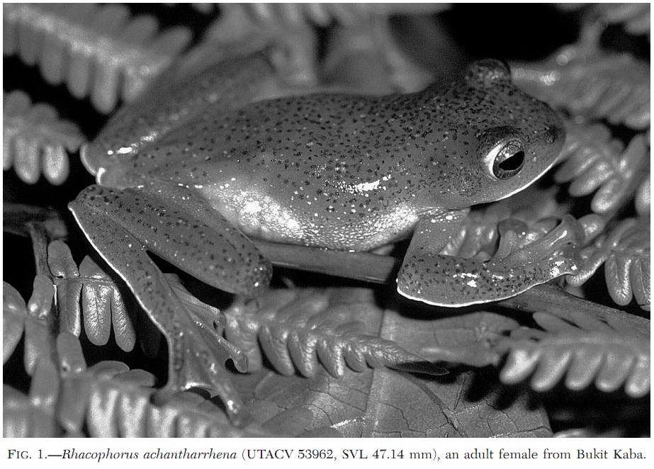 Species New to Science: [Herpetology • 2002] Rhacophorus achantharrhena ...