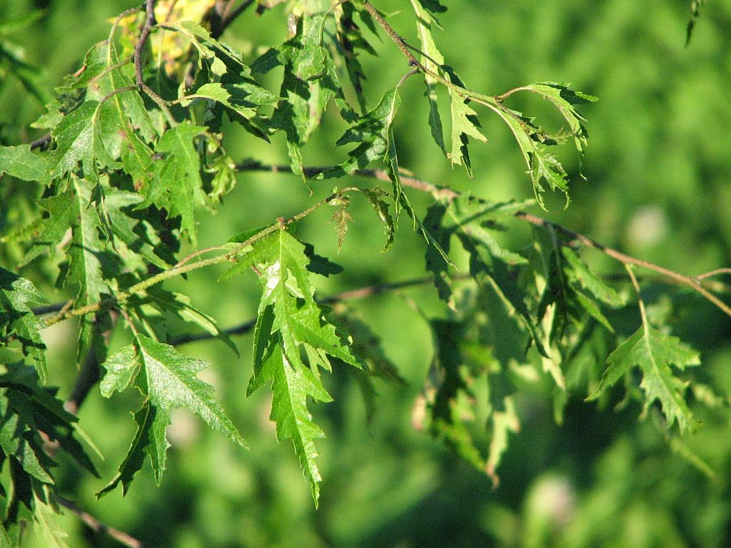 kahe valla piiri peal: ilma ühegi õieta