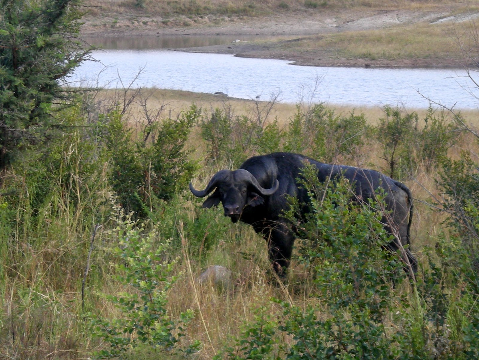 TravelComments.com Official Blog: South Africa: Another 10 bufallo ...