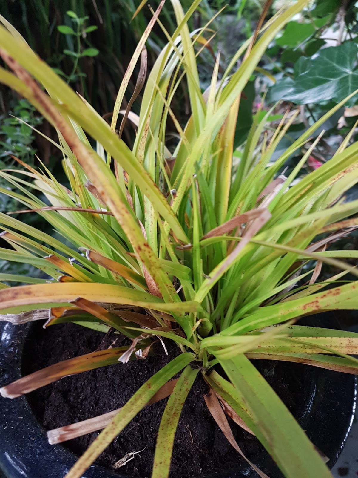 Fruens Flora: Prydgress.