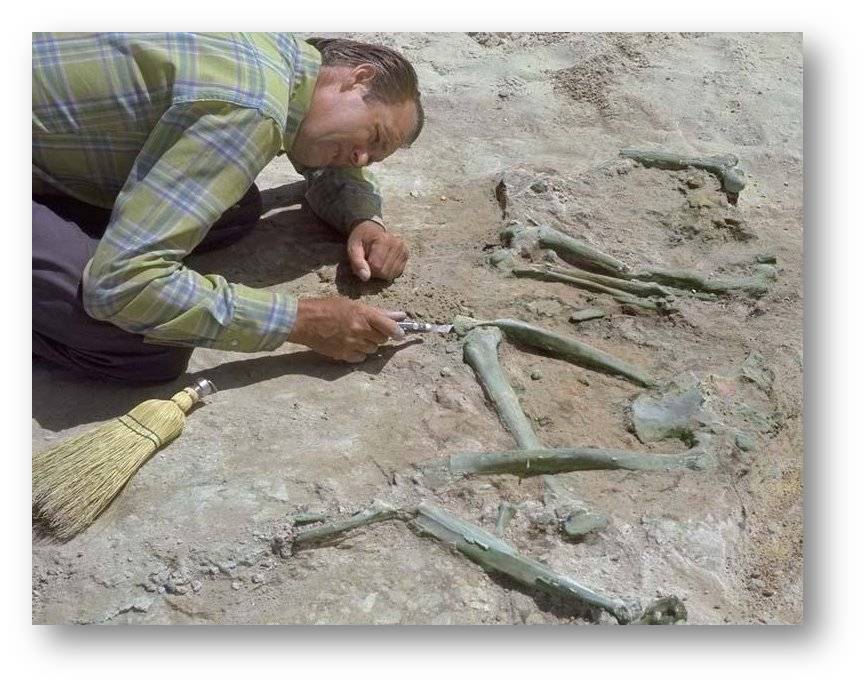 Foundations Creation Club: The Fossil Record: The Greatest Proof for ...