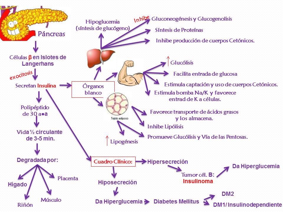 Fisiología Humana: Mapa conceptual De la Insulina