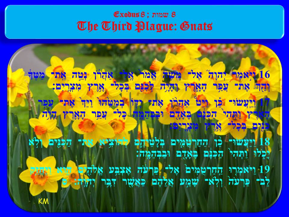 SENI MEMBENTUK GAMBAR: Exodus 8 ; שמות 8, The Second Plague: Frogs