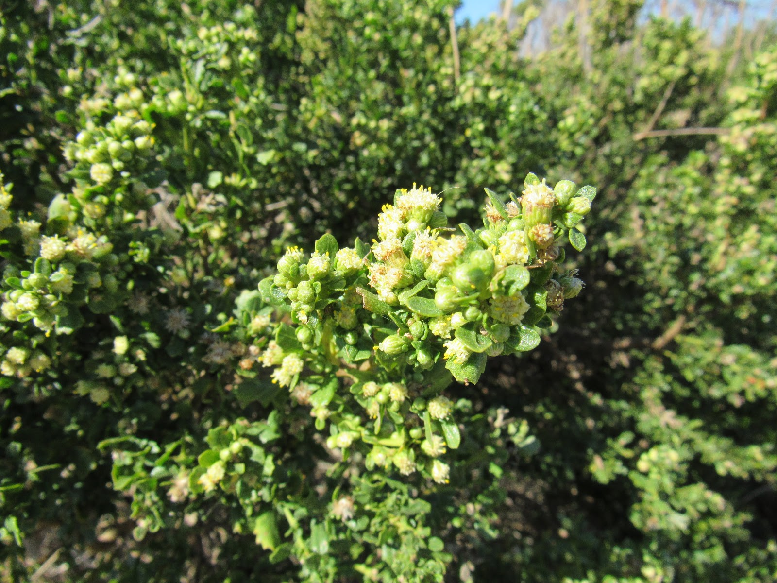Coyote Brush of California's Coastal Scrub and Chaparral