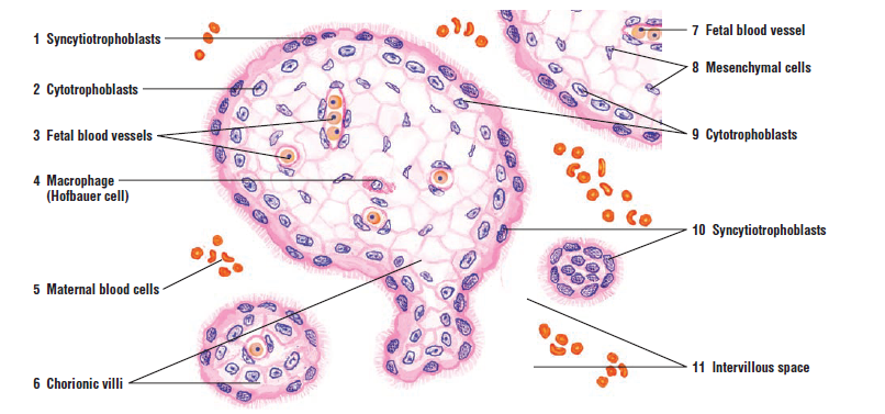 Blood Cells Histology Labeled