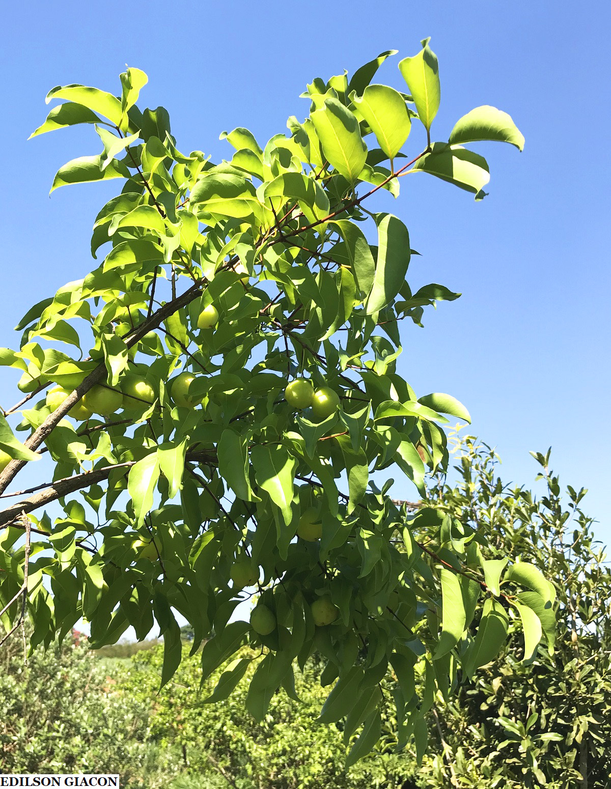 Viveiro Ciprest - Plantas Nativas e Exóticas: Cagaita ( Eugenia ...