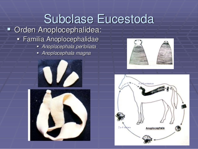 Info animales: CLASIFICACIÓN DE PLATELMINTOS