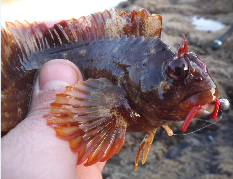 Mission Impossible : To catch 100 species of saltwater fish from ...