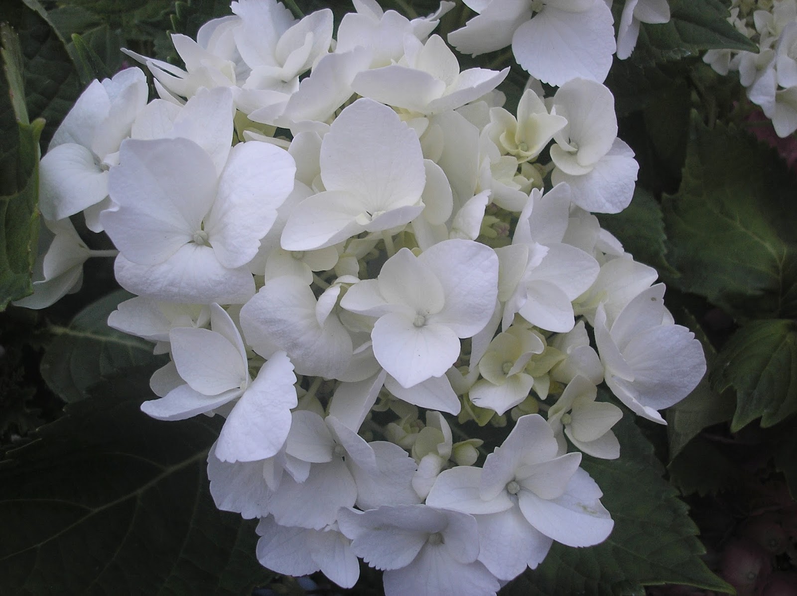 UBUScientia: Antocianinas, los otros pigmentos del reino vegetal