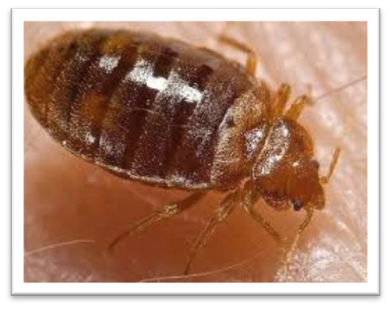 Dermatología 007: Prurigo (Grupo 1)