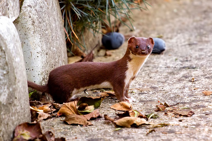 HOPE SLOVENIA: ZAŠČITENE ŽIVALI V SLOVENIJI