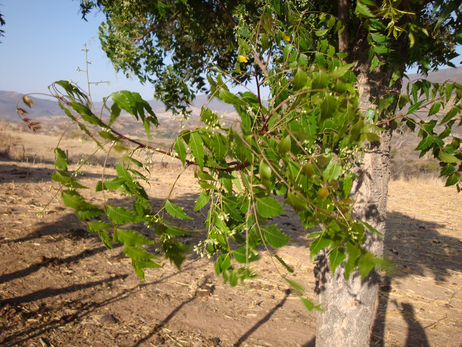 NIM: PRODUCCIÒN DE LA PLANTA "NEEM"