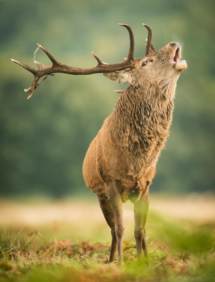 Stunning Views: Bellowing Stag by Paul Kelly
