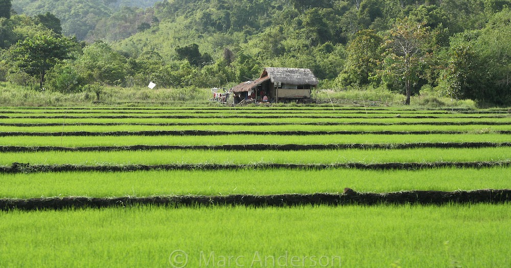Dream Rice and the 2nd Green Revolution ~ Agriculture Philippines