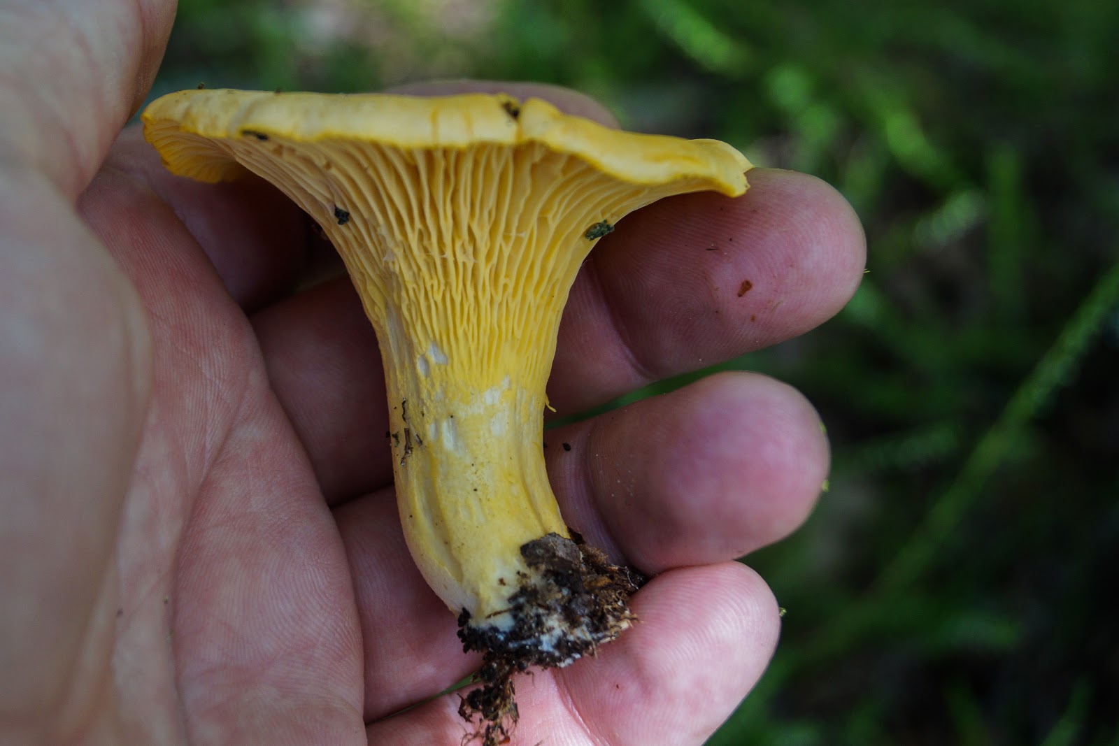 Almindelig Kantarel Lat: Cantharellus cibarius