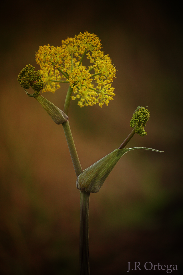 A ras de suelo: Thapsia villosa