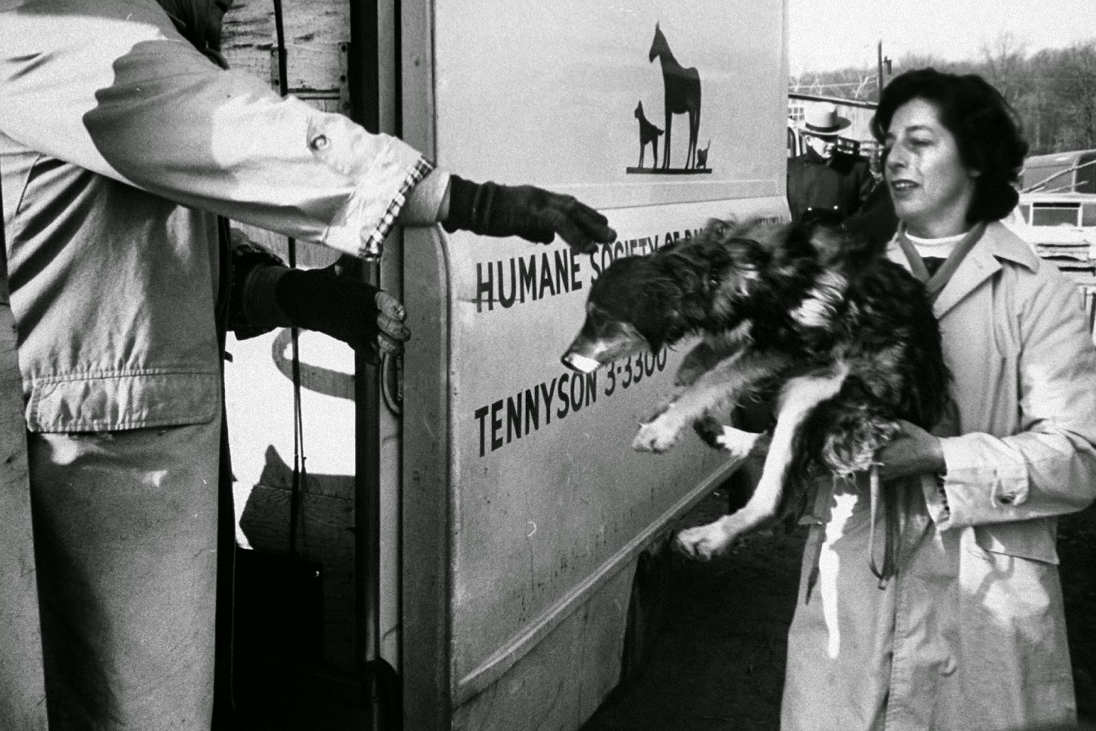Concentration Camps for Dogs in 1966 ~ Vintage Everyday