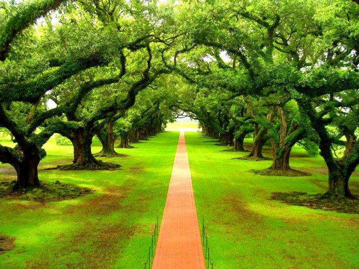 Keindahan Pepohon Sepanjang Jalan... - Relaks Minda