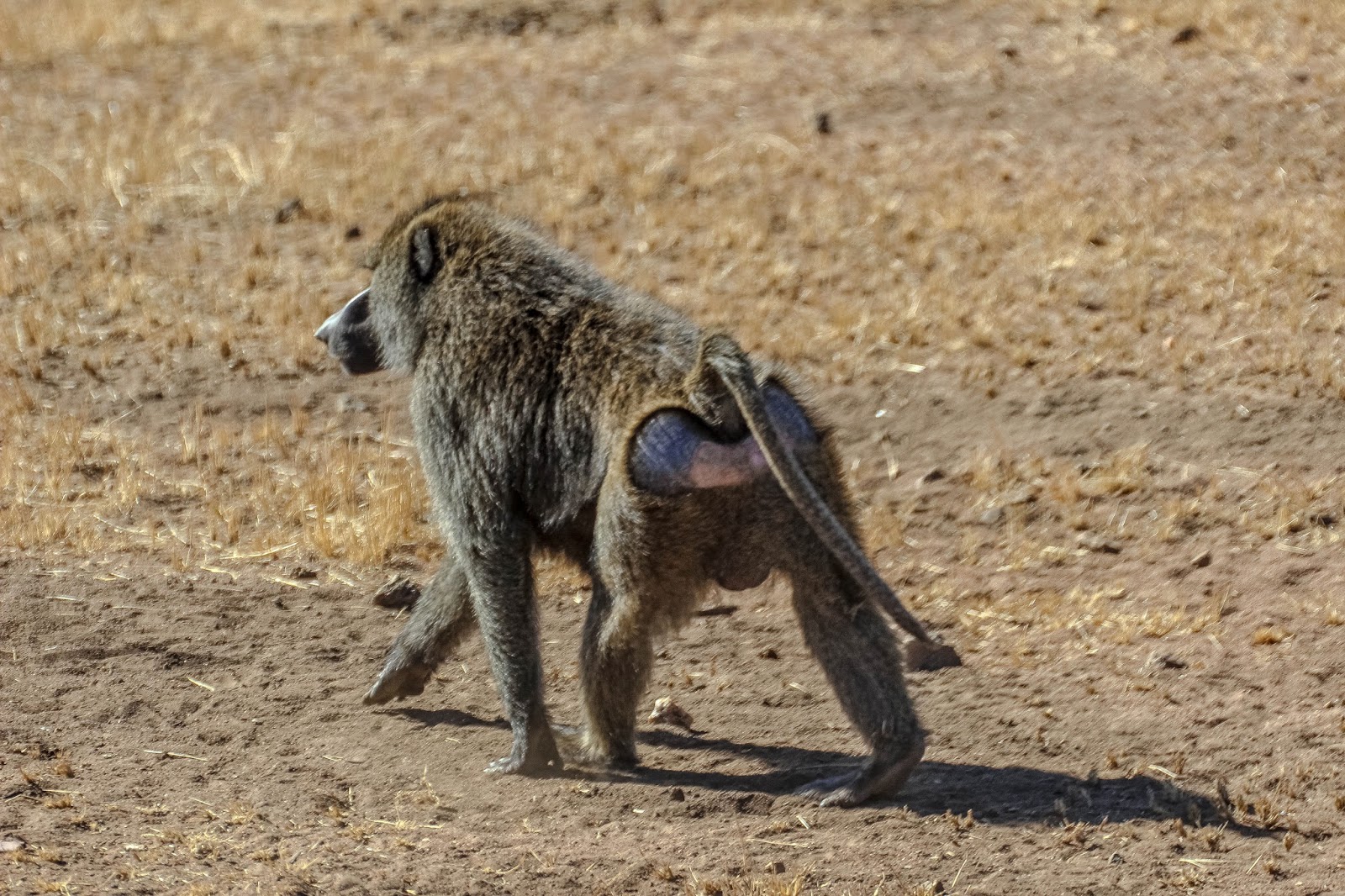Cannundrums: Olive Baboon