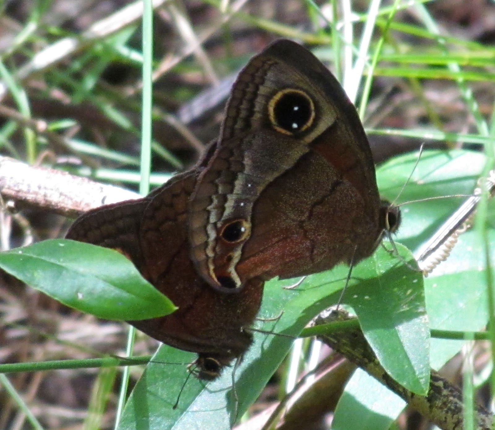 Foto Blog Puerto Rico: Fotos de Mariposas