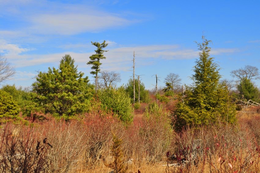 Harriman Hiker: Harriman State Park and Beyond: Black Rock Mnt and ...