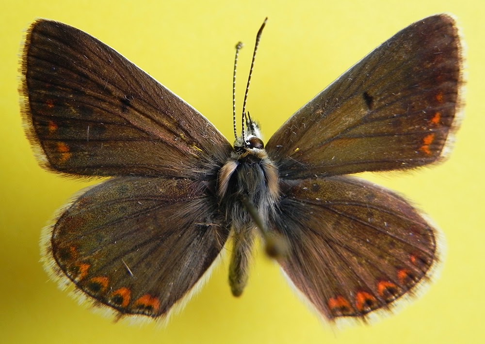 MARIPOSAS (BUTTERFLIES): Subfamilia POLYOMMATINAE Tribu POLYOMMATINI ...