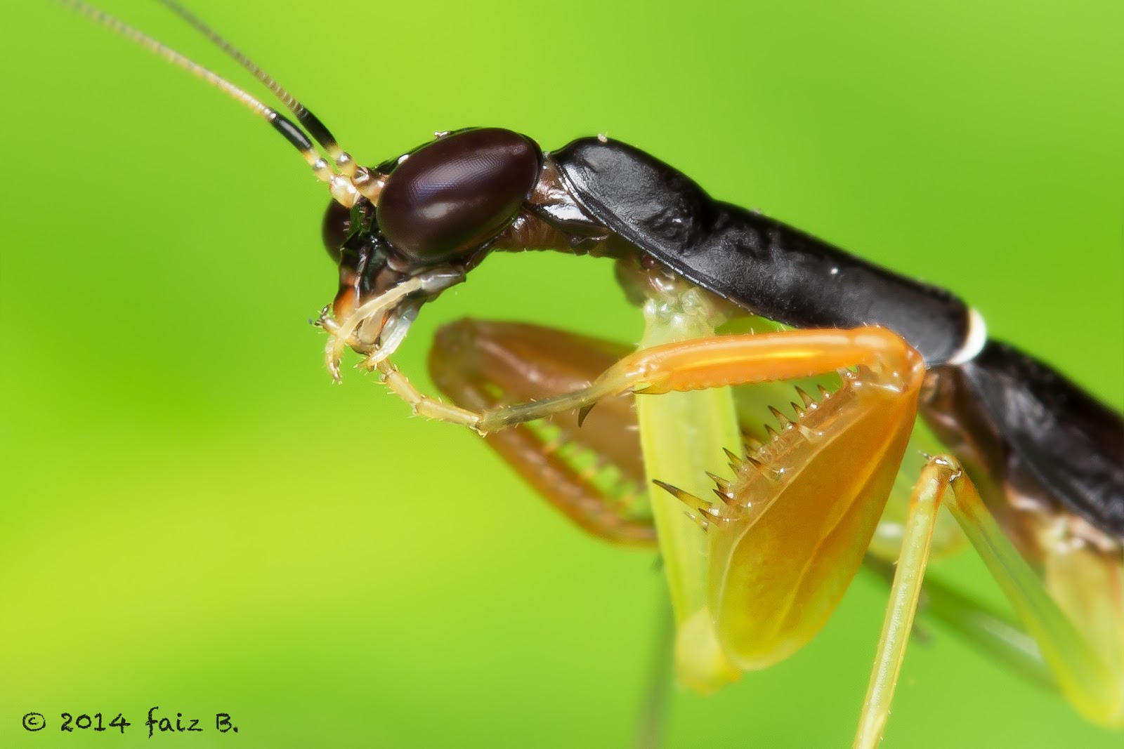 Mirrorless Macro Photography: My TOP 5 Insects and Spiders Mimic!
